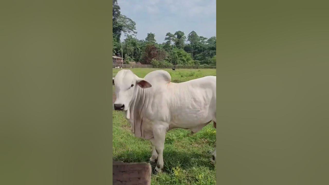 Que vacada diferente só PO bruta de boua .... - YouTube