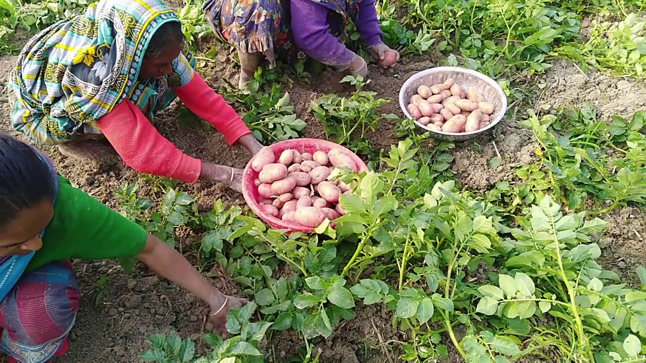 Bampar Folon How To Harvest Potato old Technology by Farmers - YouTube