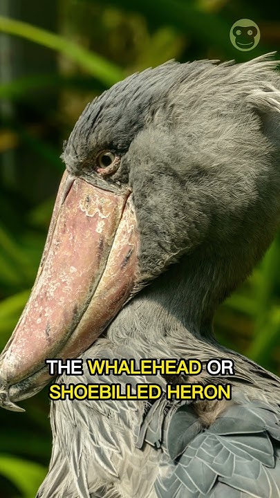 Meet the Shoebill Stork | Africa's Prehistoric-Looking Bird #quickfacts ...