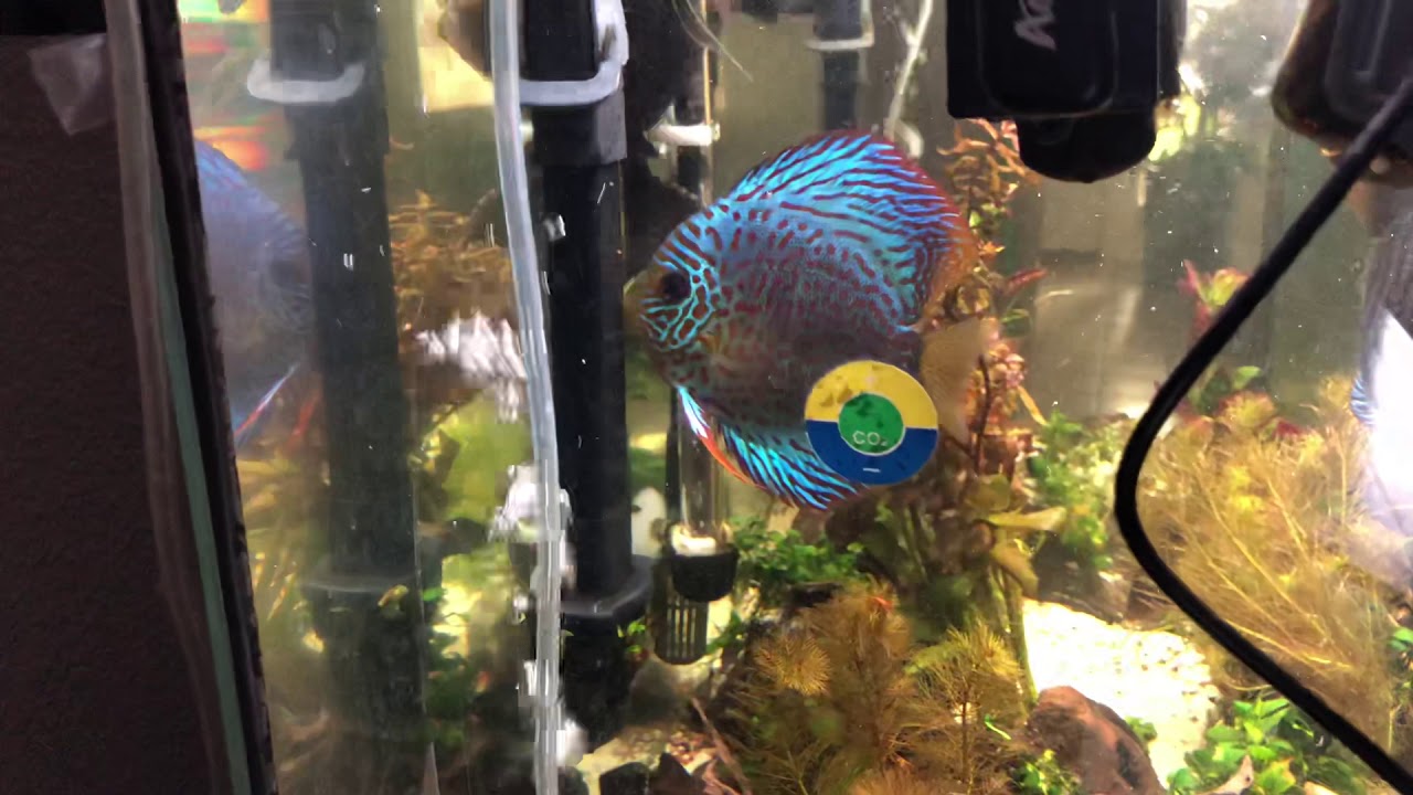 Discus fish laying eggs and eating them - YouTube