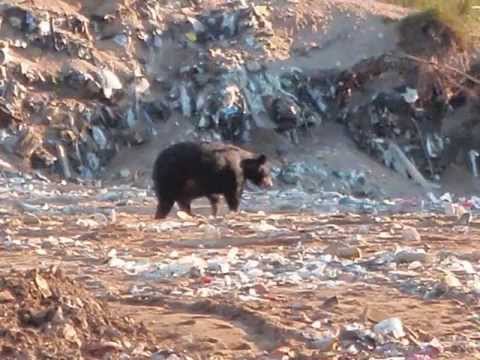 Wawa Black Bear Hunt - YouTube