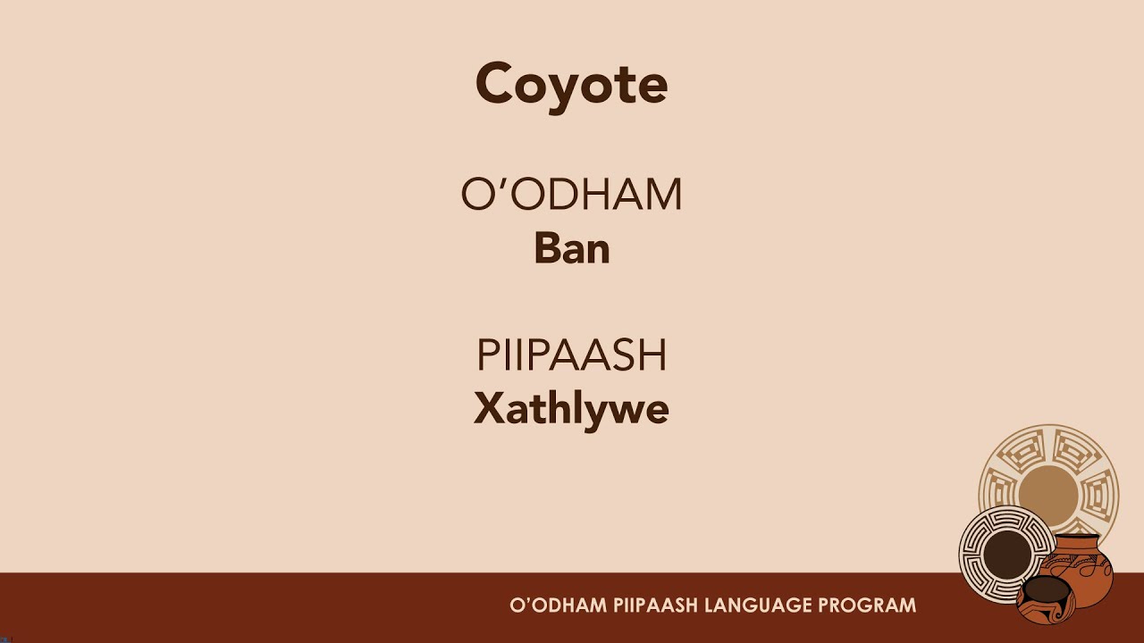 O'odham/Piipaash Words: Coyote - YouTube