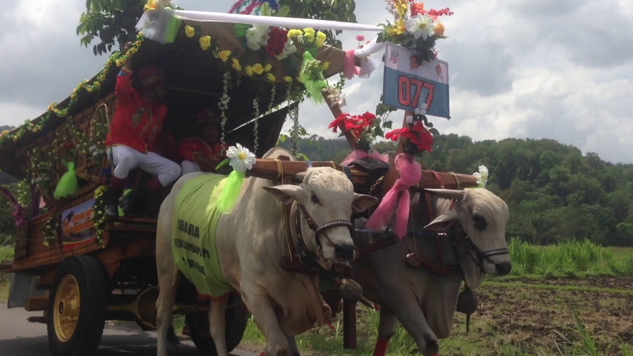 Festival Gerobak Sapi Yogyakarta - YouTube