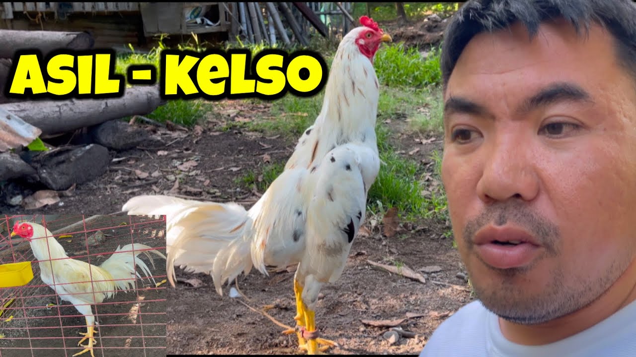 Tour sa mga puti na manok ko - YouTube