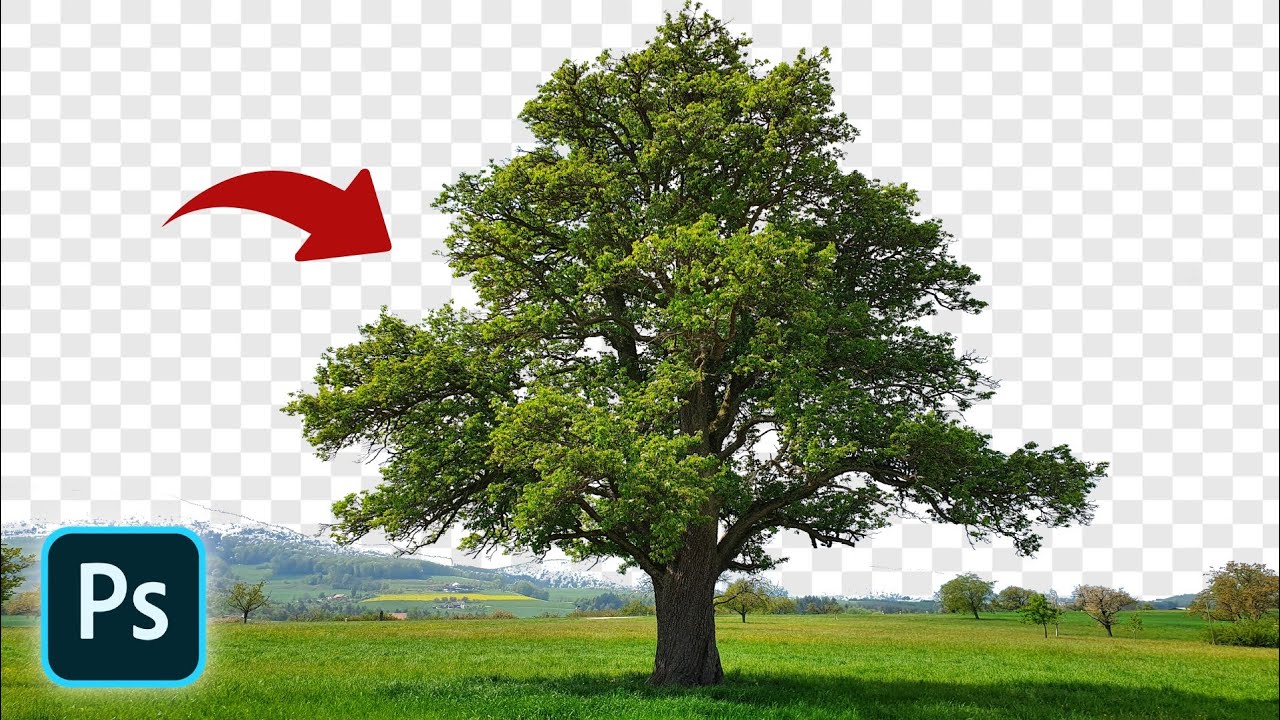 Easy way to Remove Trees Background in Photoshop || Photoshop Tutorial ...