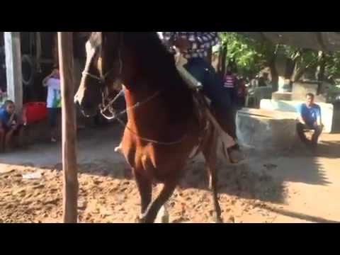 Caballo bailador con banda - YouTube