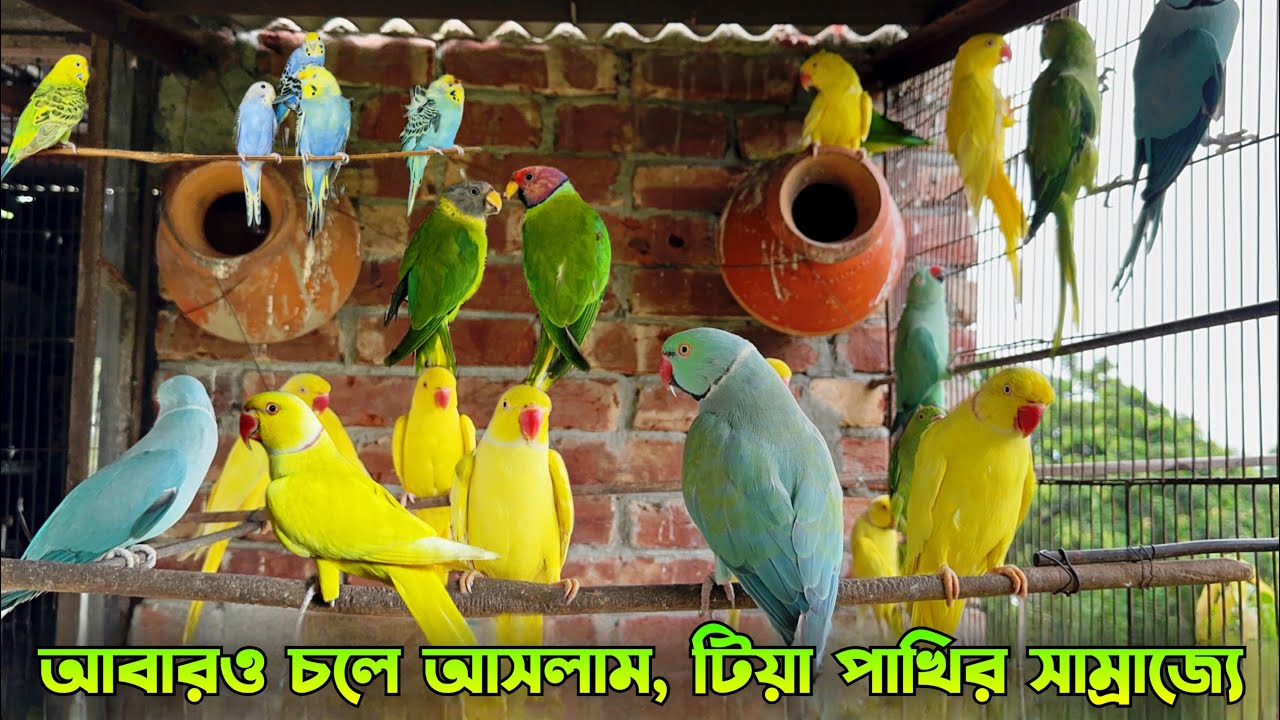 টিয়া পাখির সাম্রাজ্য | আবির বার্ড হাউজ | আবারও চলে আসলাম টিয়া পাখির ...