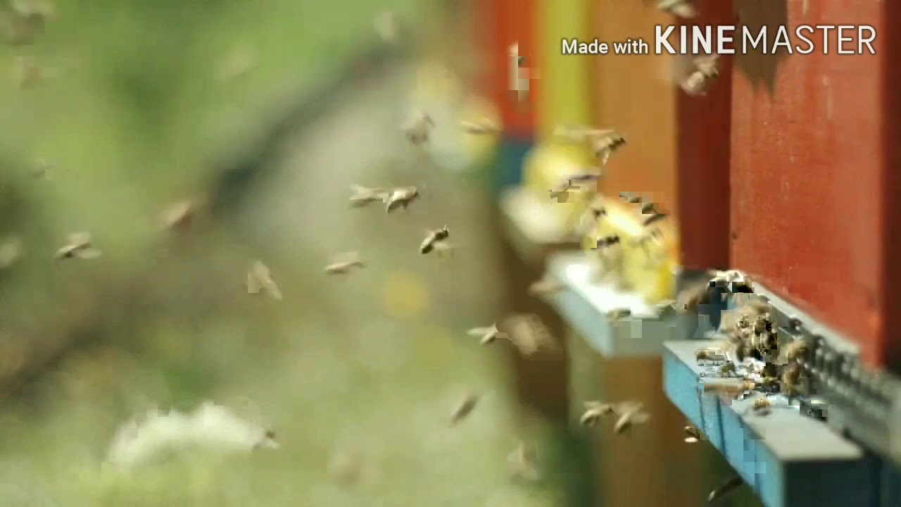 Honey Bee Flying Sound - YouTube
