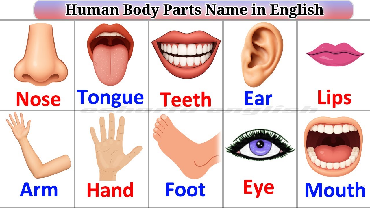 Body Parts Names in English | Human Body Parts With Pictures #bodyparts ...