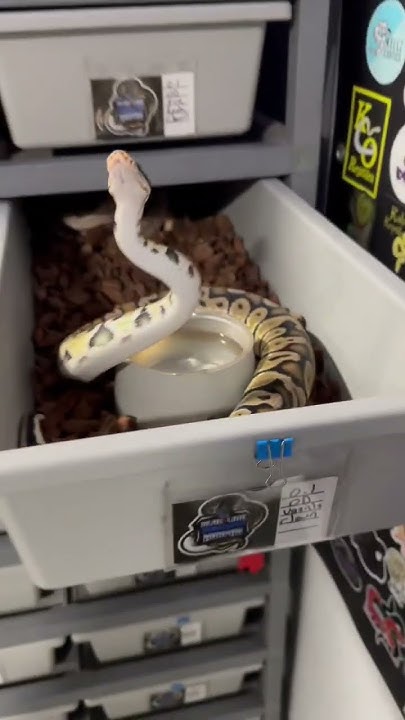BALL PYTHON MATING DANCE?!? - YouTube