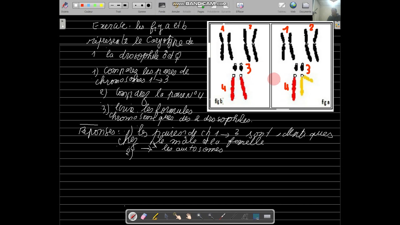 SVT: le caryotype de la drosophile: exercice - YouTube