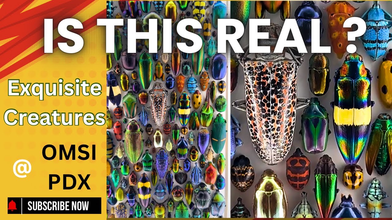 MUST Visit | Exquisite Creatures at OMSI PDX | Wonders of the Nature # ...