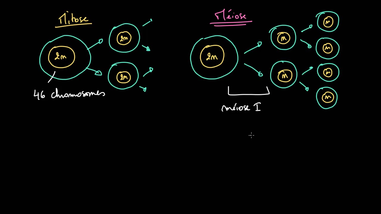 Comparaison entre mitose et méiose - YouTube