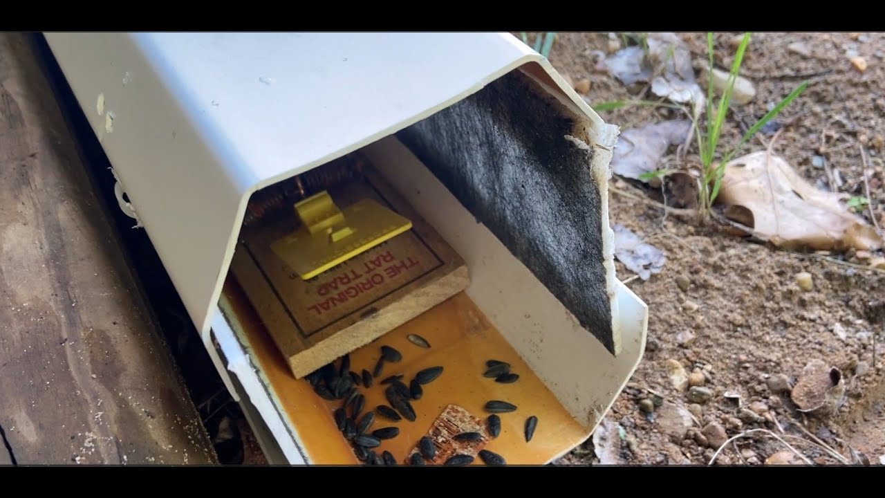 OldGuyDIY Best $7 DIY Chipmunk Trap Set Trail Or Bait 2 Victor Rat ...
