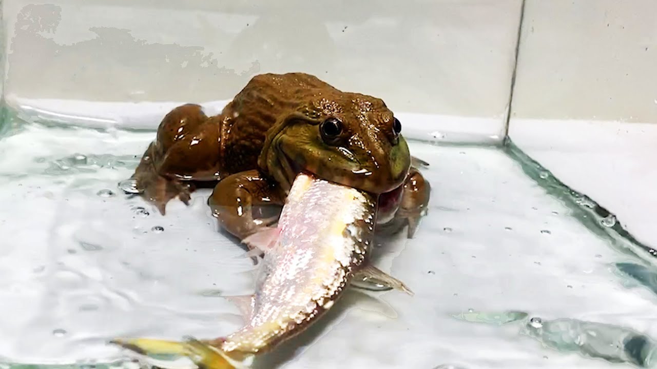 Is this okay？Fish-eating African bullfrog【WARNING LIVE FEEDING】 - YouTube