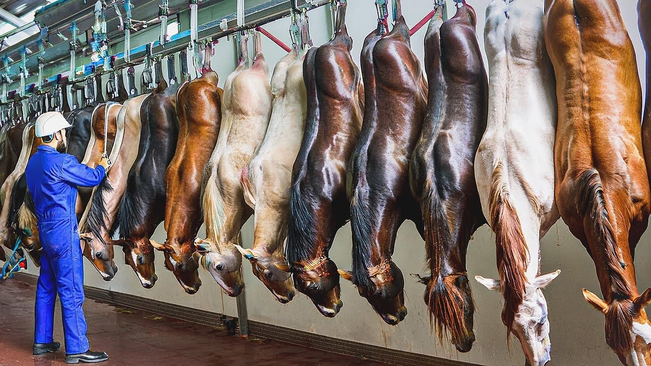 Inside The Horse Farm Secrets Of The Billion Dollar Horse Meat Industry ...