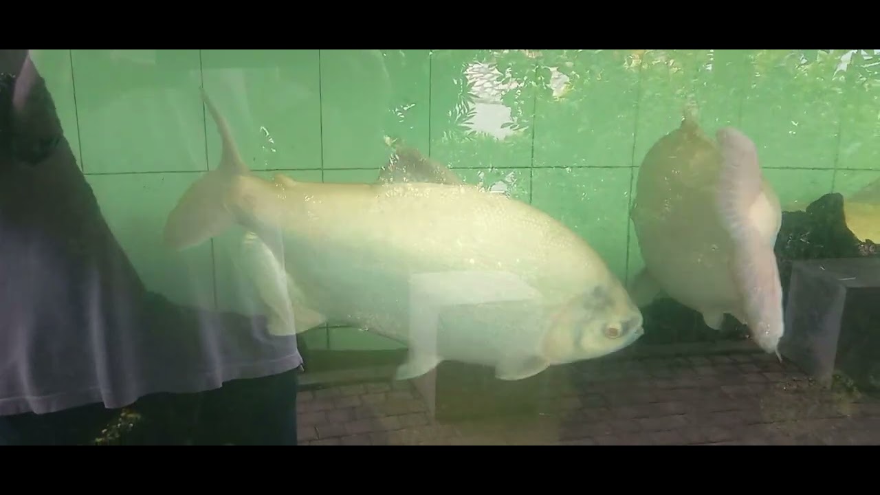 massive white pacu fish - YouTube