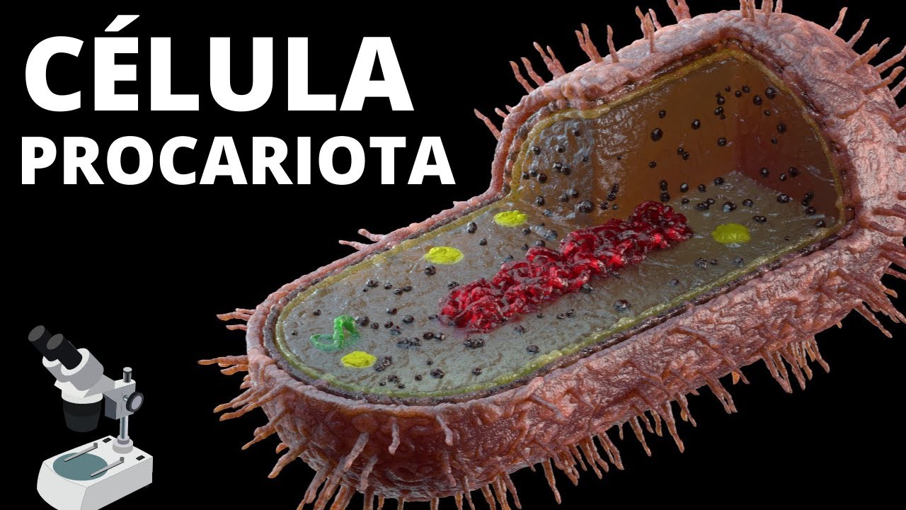 Celula Procariotica Real 510,000+ Prokaryotic Cell Stock Photos,