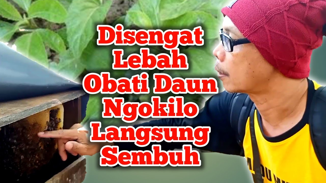 DISENGAT LEBAH OBATI PAKAI DAUN NGOKILO LANGSUNG SEMBUH DAN TIDAK ...