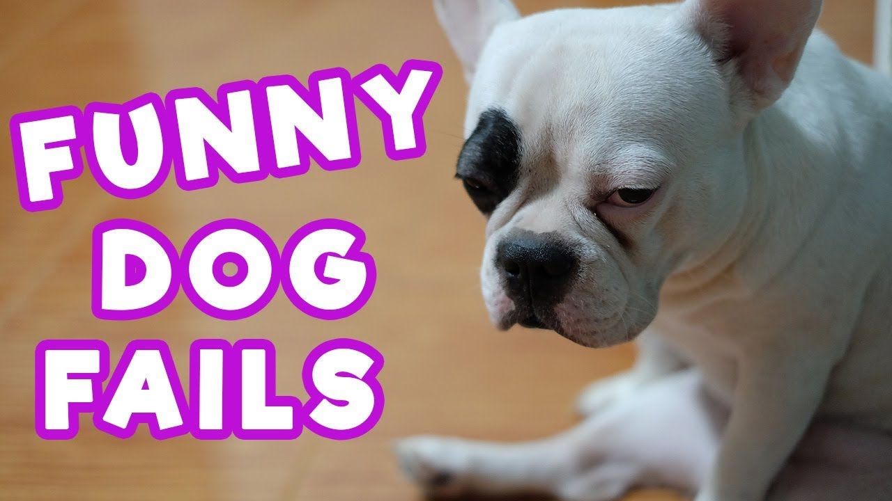 25 Funniest Dog Fails Of All Time | Funny Pets Compilation | # ...