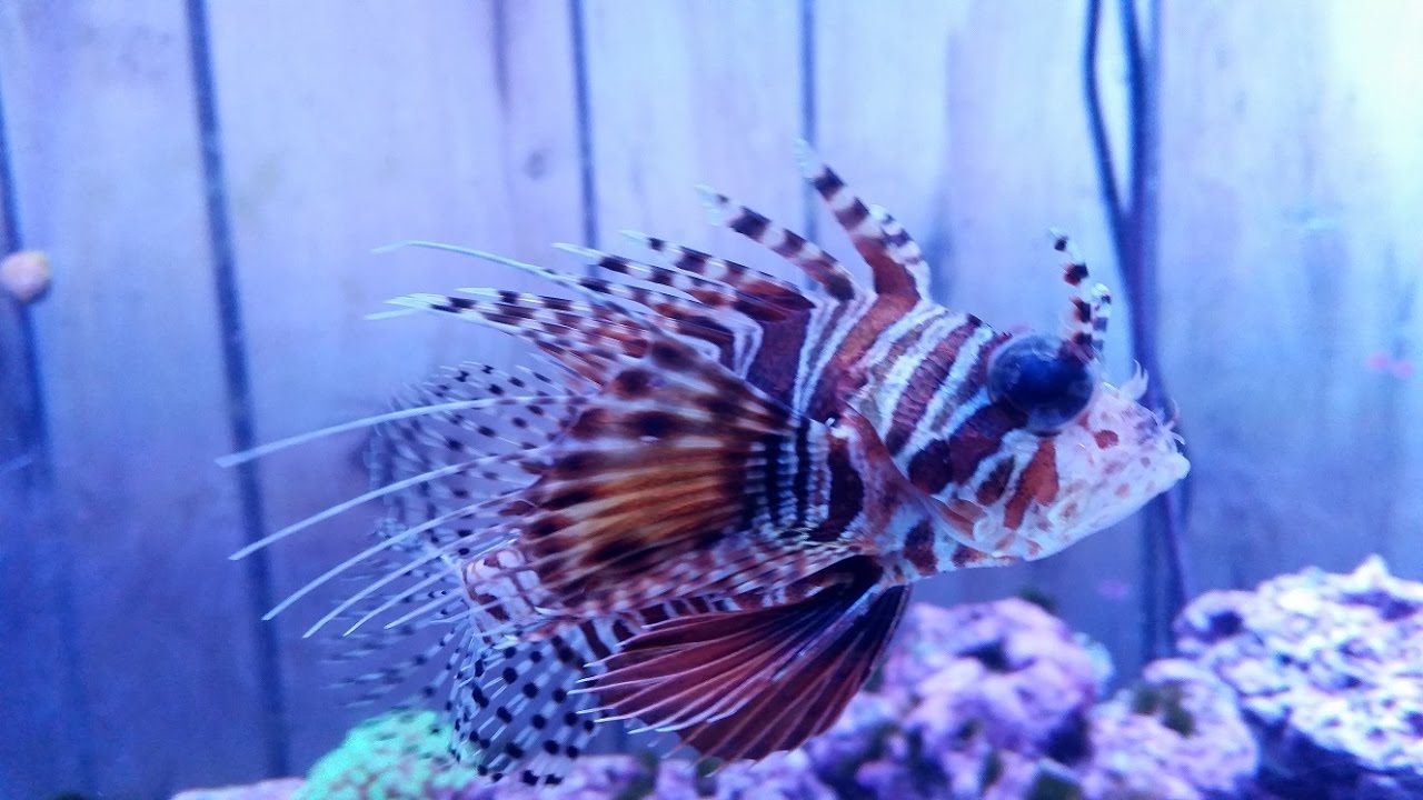 Lionfish Fact .... Will It Attack Me? - YouTube