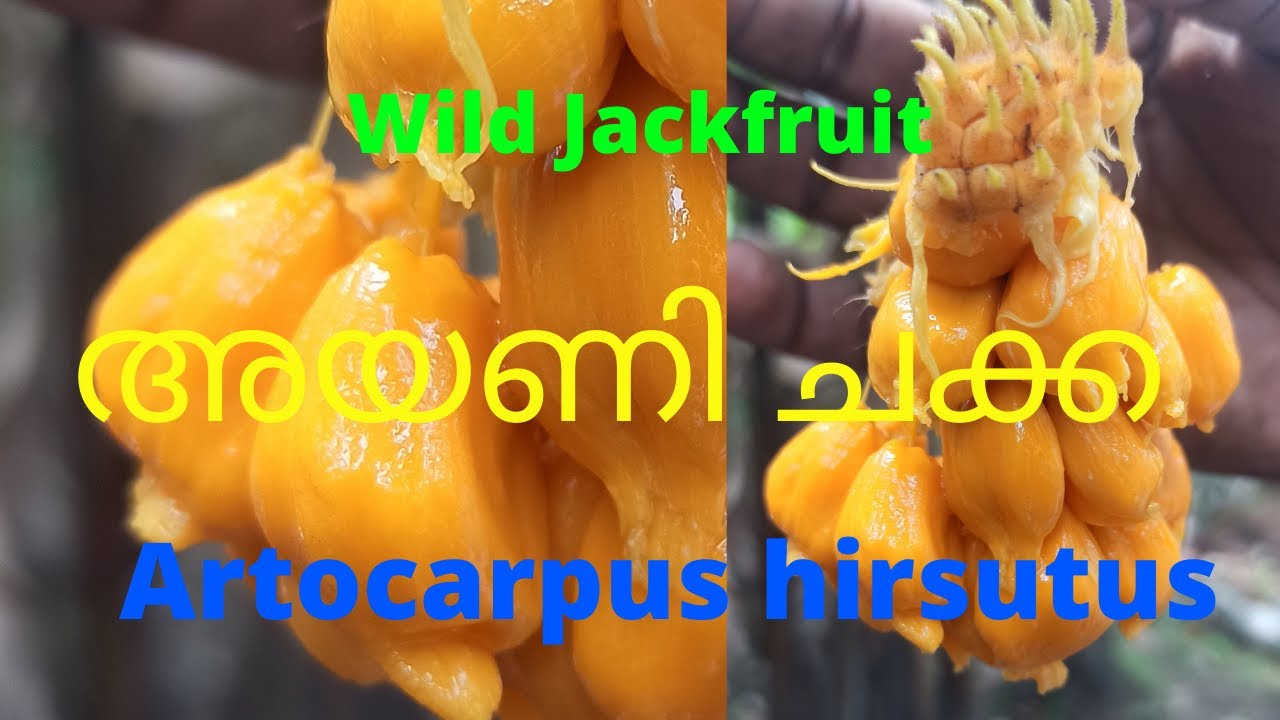 Wild Jackfruit (Artocarpus hirsutus) (ayani chakka)Lockdown Time - YouTube