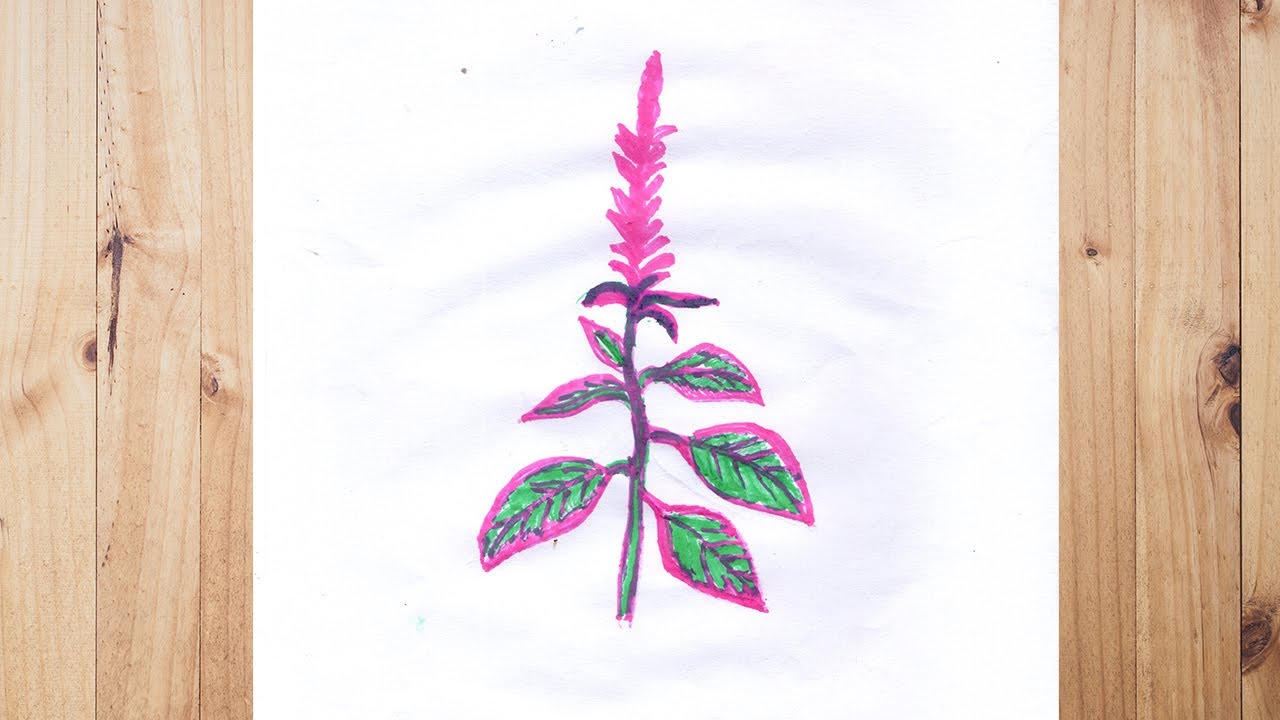 How To Drawing Amaranth Flower || Amaranth Flower || Flower Drawing ...