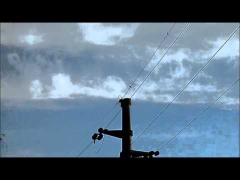 Cazando palomas - con rifle gamo - YouTube