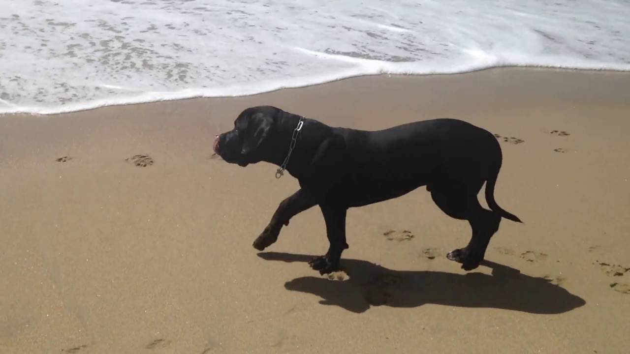5 month old Boerboel at the Dog Beach - YouTube