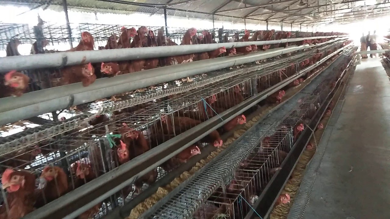 Layer chicken - YouTube