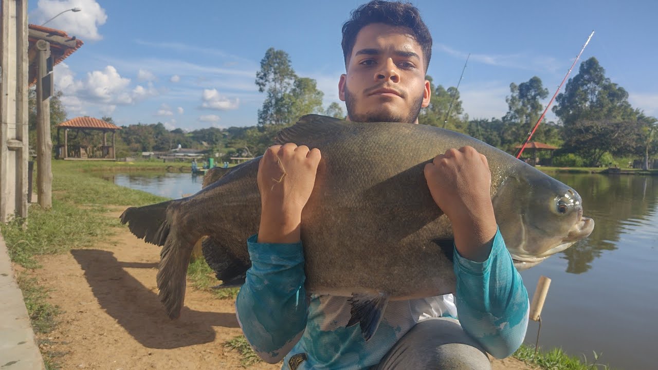 Os Brancão do Escamas TAMBAQUI , tilápia - YouTube
