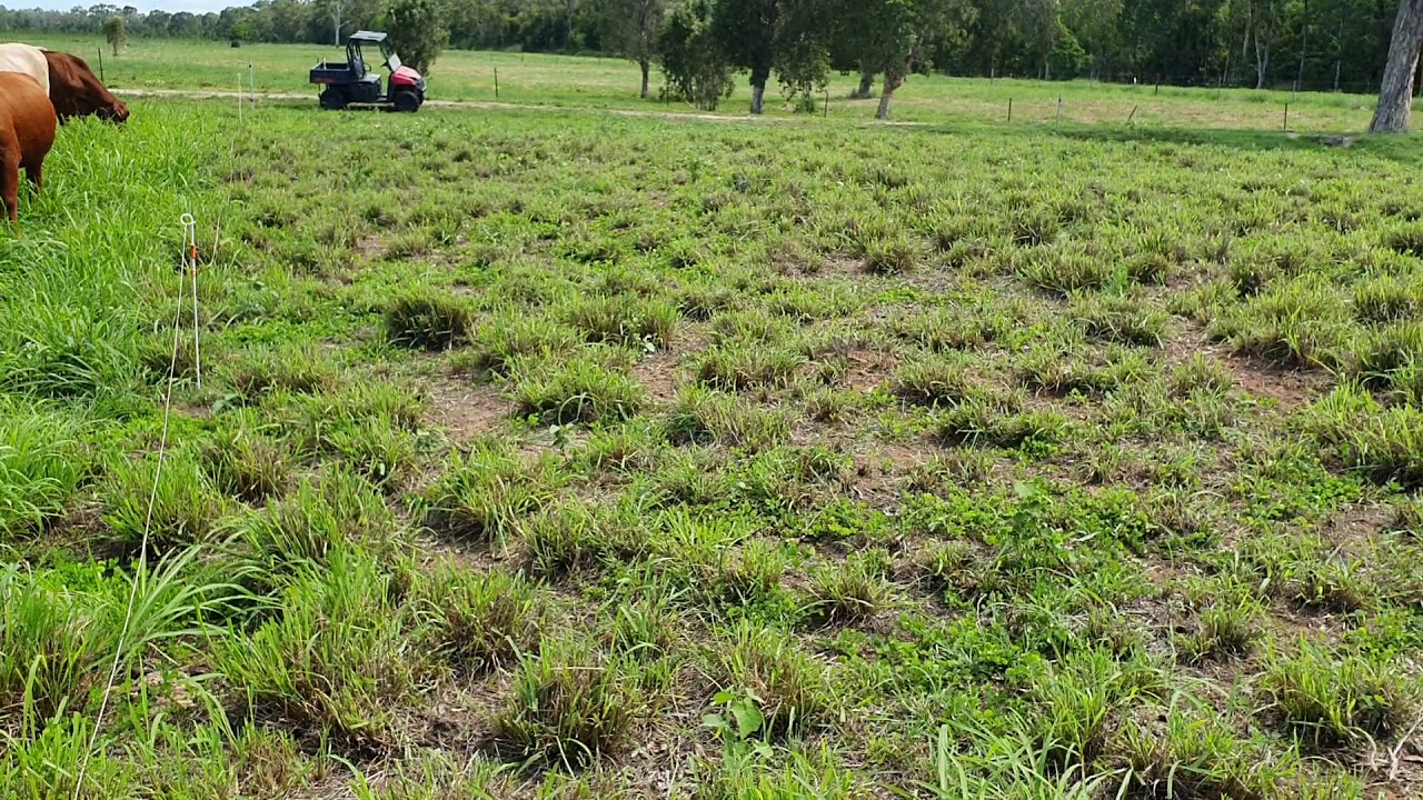 Cattle Grazing Fresh Guinea Grass Youtube