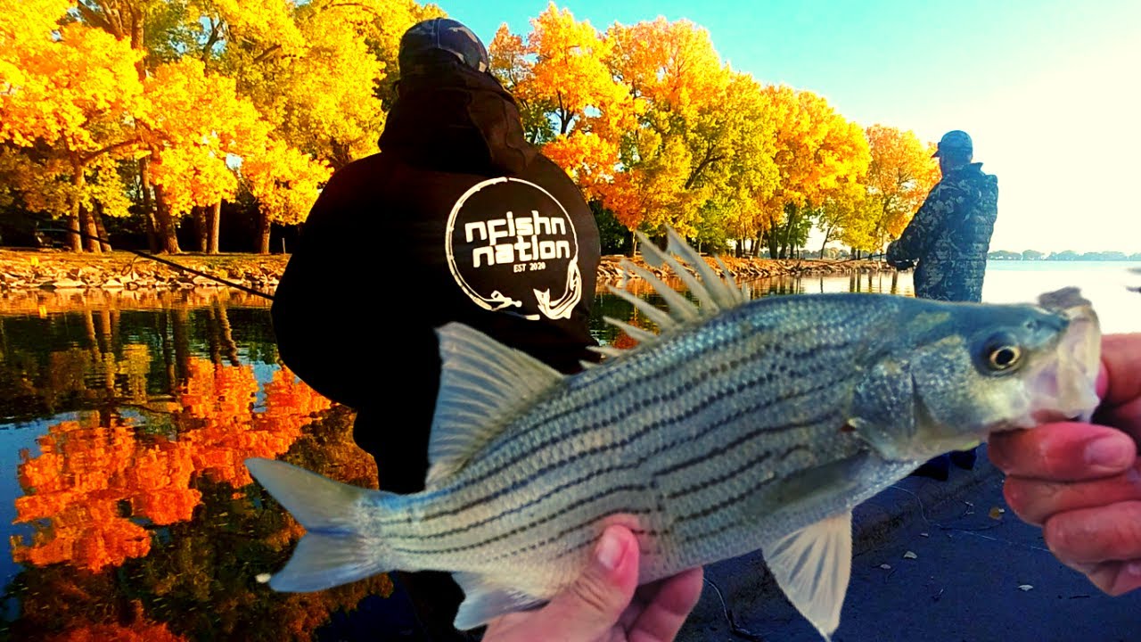 Fantastic Fall Foilage & Spillway Fishing 🍁For Walleye White Bass Wiper ...