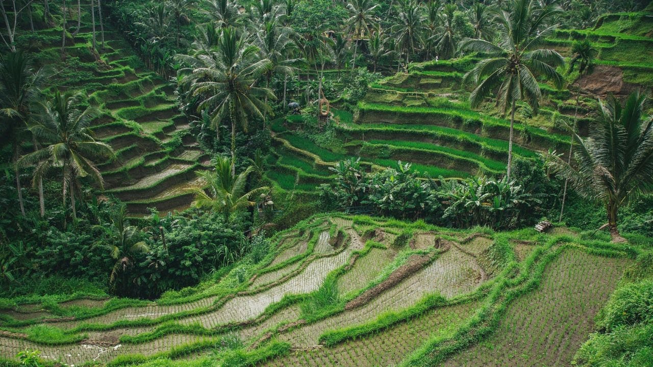 Tropical Rice Field Evening Ambience Sounds - 6 Hours - Rice Field ...