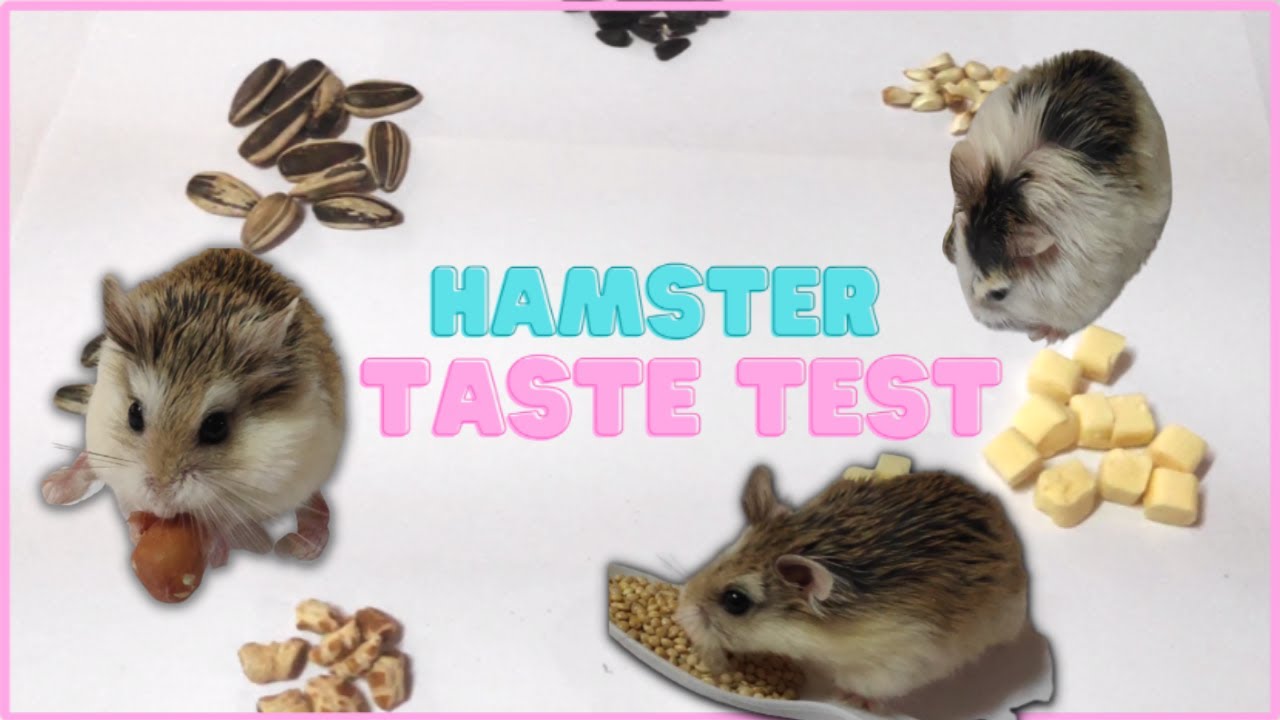 Hamster Taste Test | Which food is the HAM FAVORITE? - YouTube
