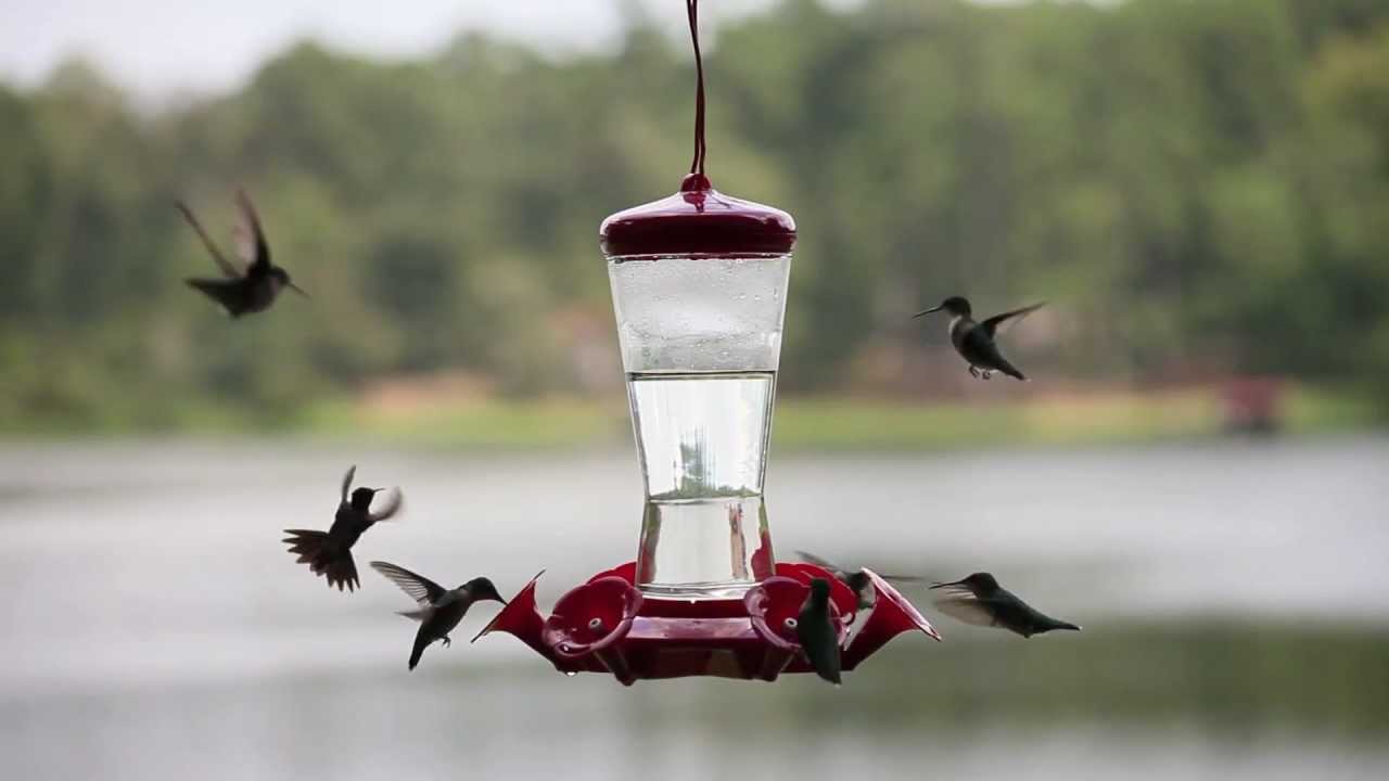 Swarming Hummingbirds - YouTube
