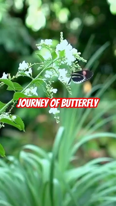 The Incredible Migration Journey of Monarch Butterflies 🦋🌎 | Discover ...