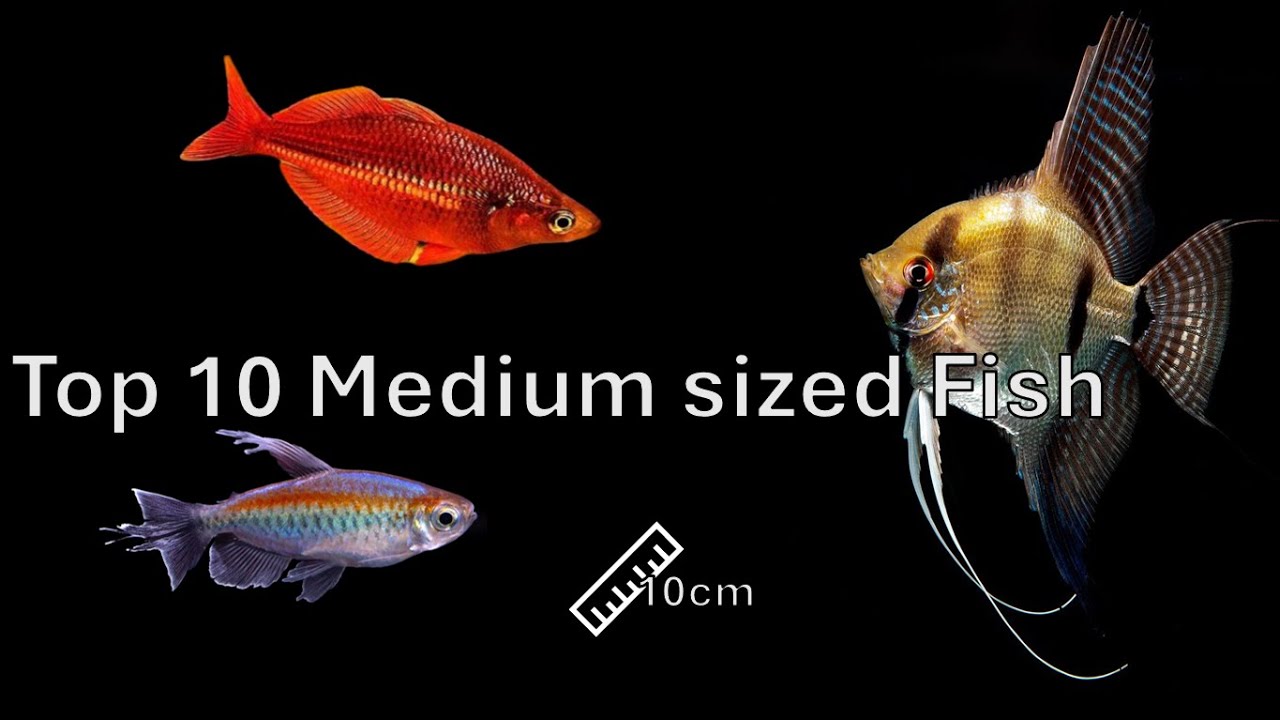 Top 10 Medium-Sized Fish - YouTube
