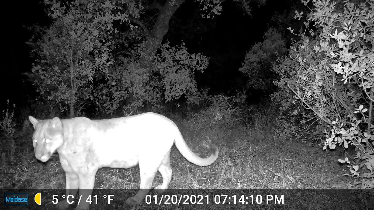 Wildlife cameras in San Diego County - Mountains Lions, Bobcats and ...