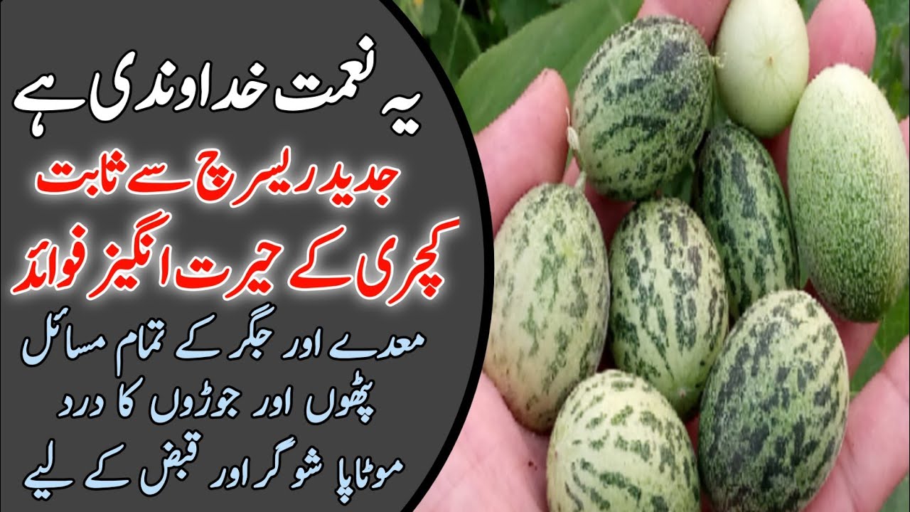 How to grow kachri plant at home|kachri k paudha kaise ugaye|growing ...