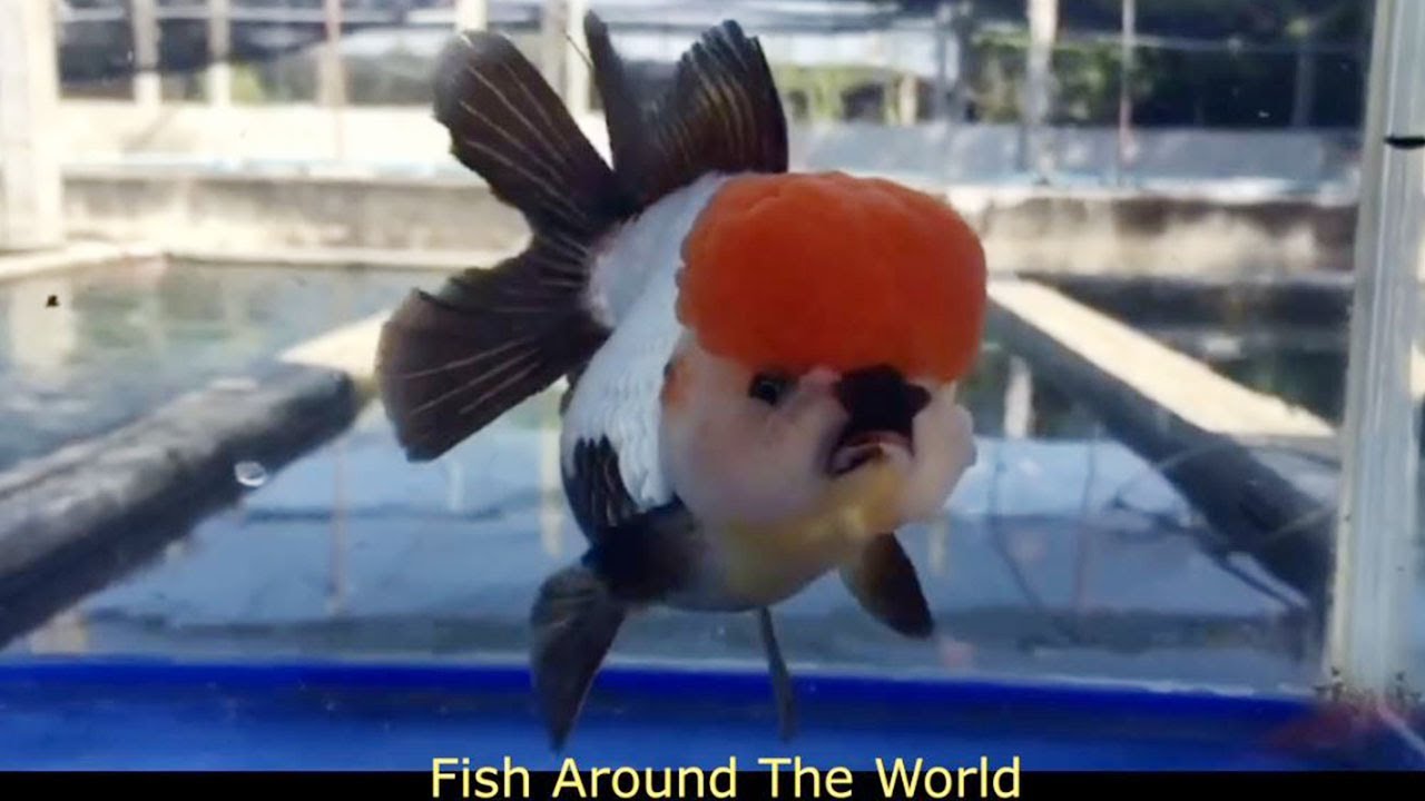 Wow Beautiful Red Color Above Head Goldfish, Goldfish Compilation #140 ...