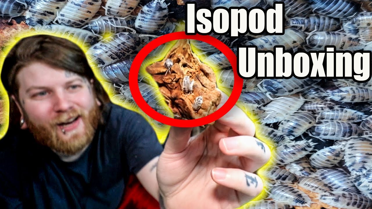 Unboxing Hundreds Of Isopods & Showing You All The Isopods We Have ...