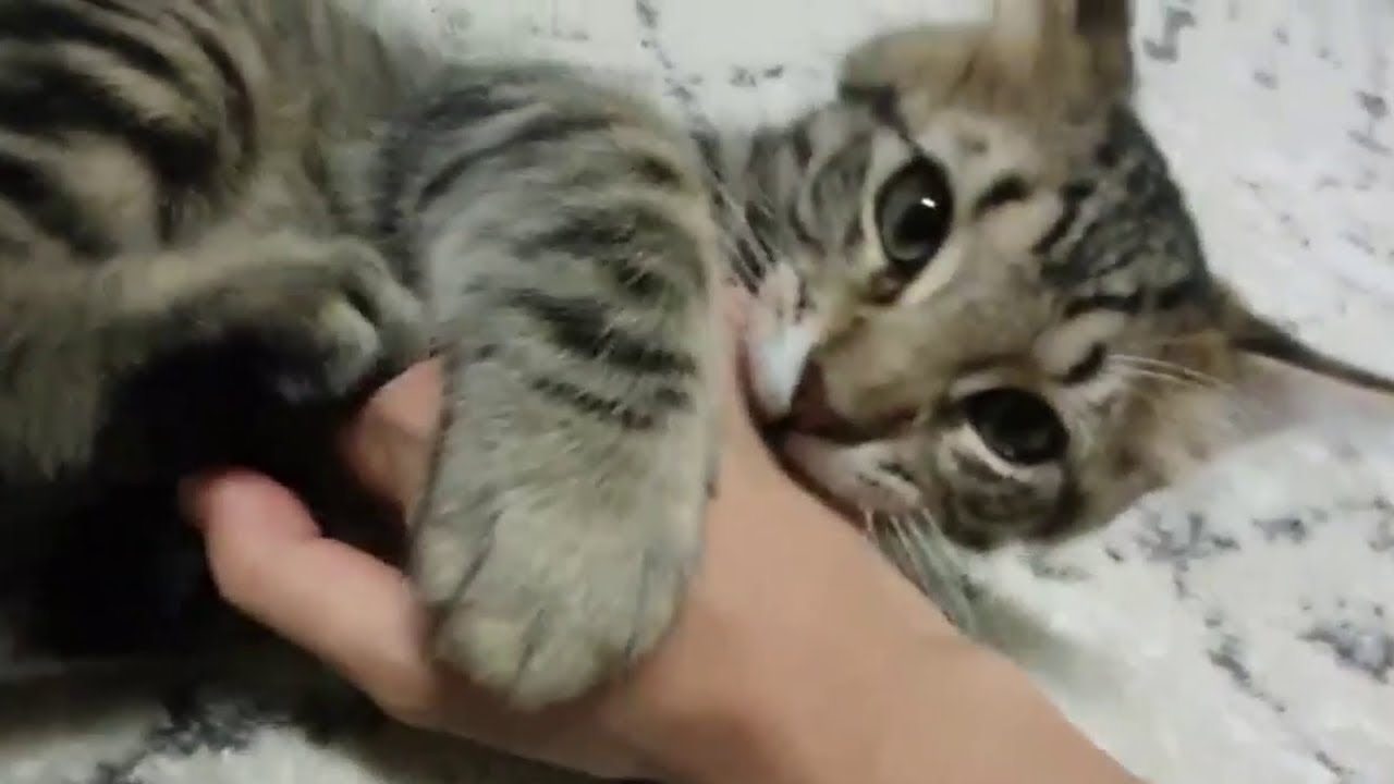 Jinny Plays with Chompy (Mizkif's Cat) - YouTube