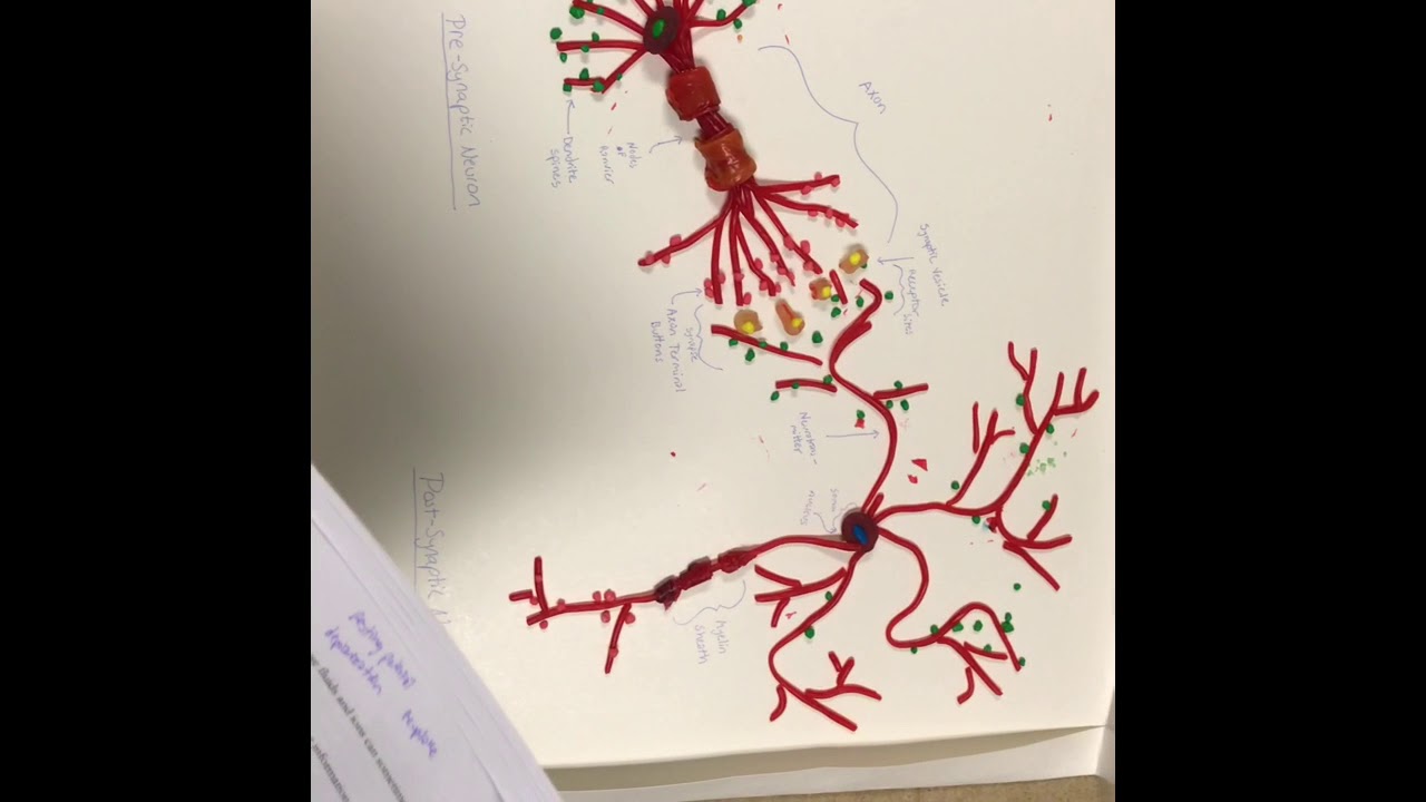Candy neurons - YouTube