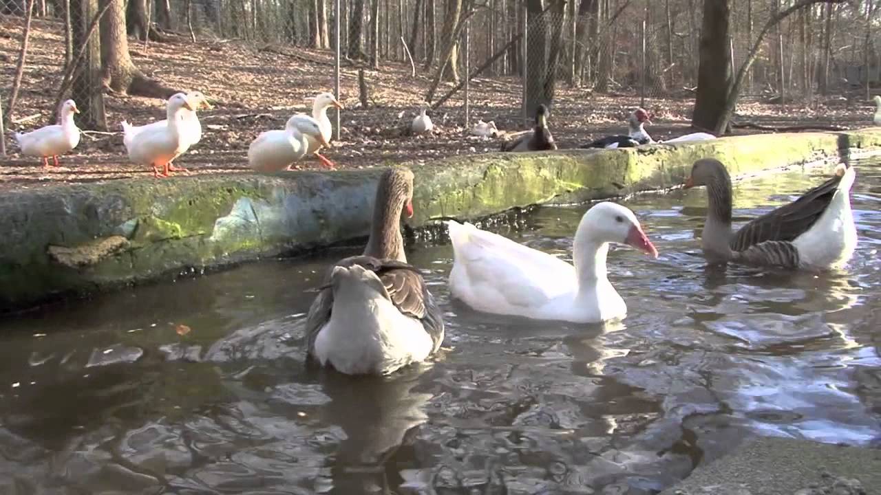 Yellow River Game Ranch (extended version) - YouTube