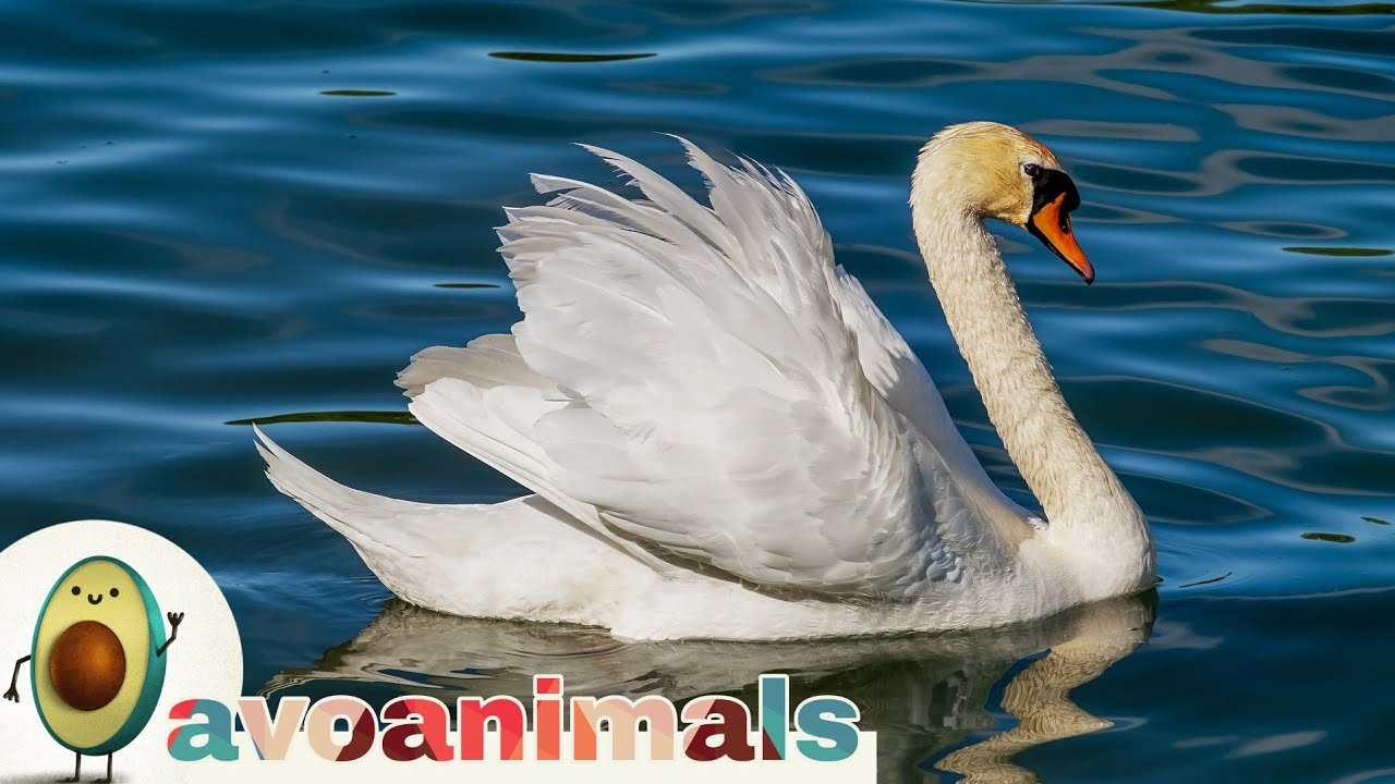 swan sound | animal sounds for kids - YouTube