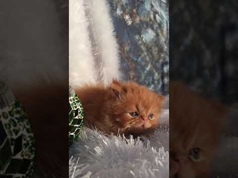 Yeşil gözlü harika bir kedi yavrusu 🥰🍀💞
