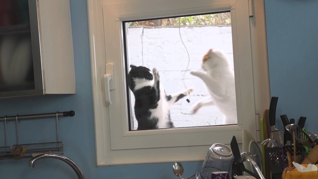 Cats Boxing! Best Cat Fight Ever!!! - YouTube