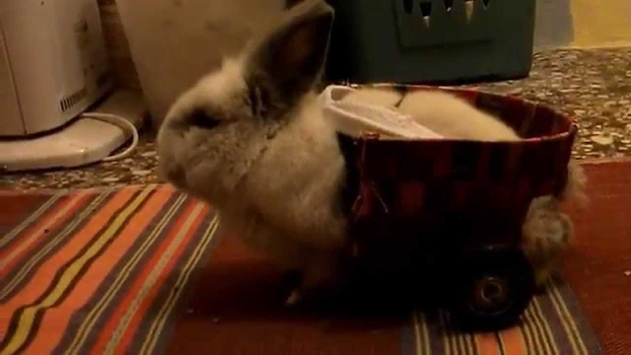 Bunny on wheelchair - YouTube