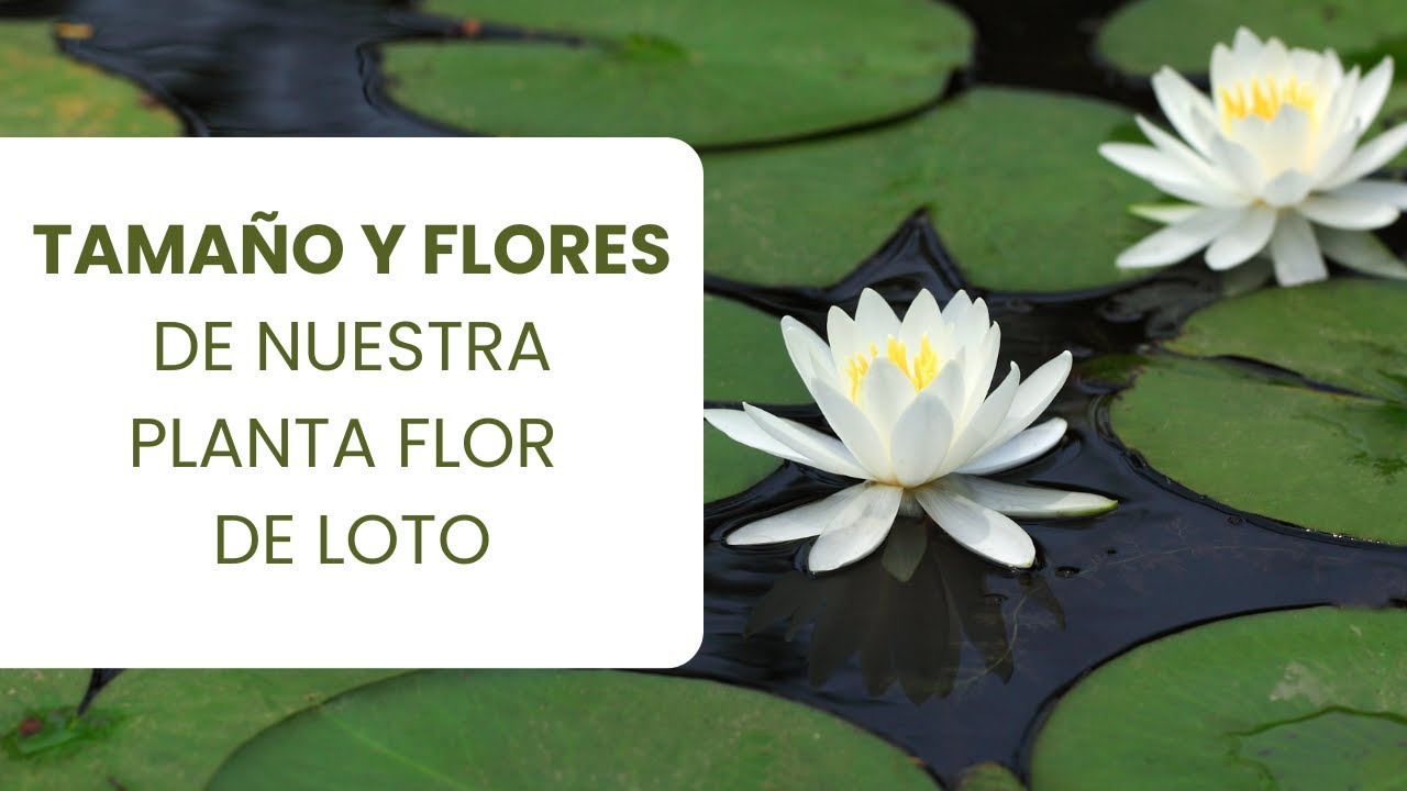 ¿Por qué solo vendemos lotos en su etapa joven en lugar de lotos ...